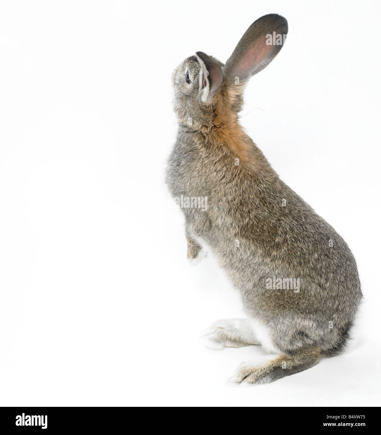 Wild,domestic rabbit on white background.Cutout Stock Photo - Alamy
