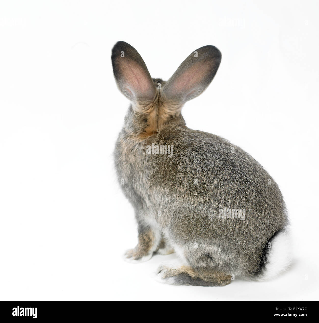 Rabbit Cut Out Stock Images & Pictures - Alamy