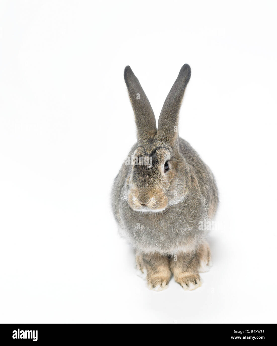 Wild,domestic rabbit on white background.Cutout Stock Photo - Alamy