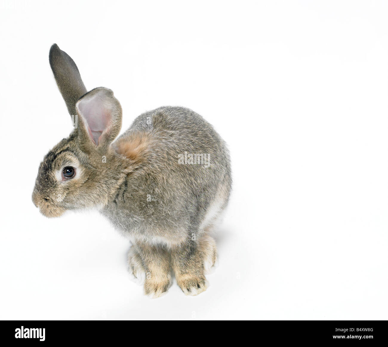 Velveteen rabbit hi-res stock photography and images - Alamy