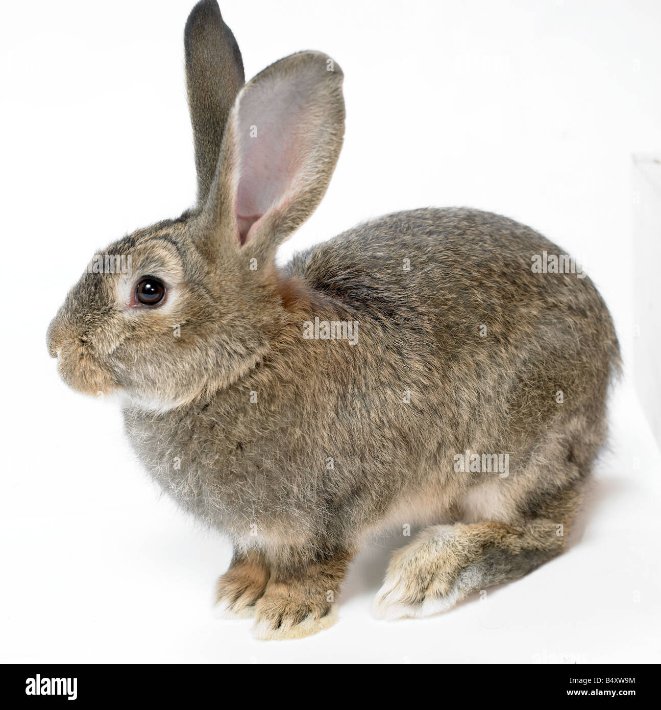 Wild,domestic rabbit on white background.Cutout Stock Photo - Alamy