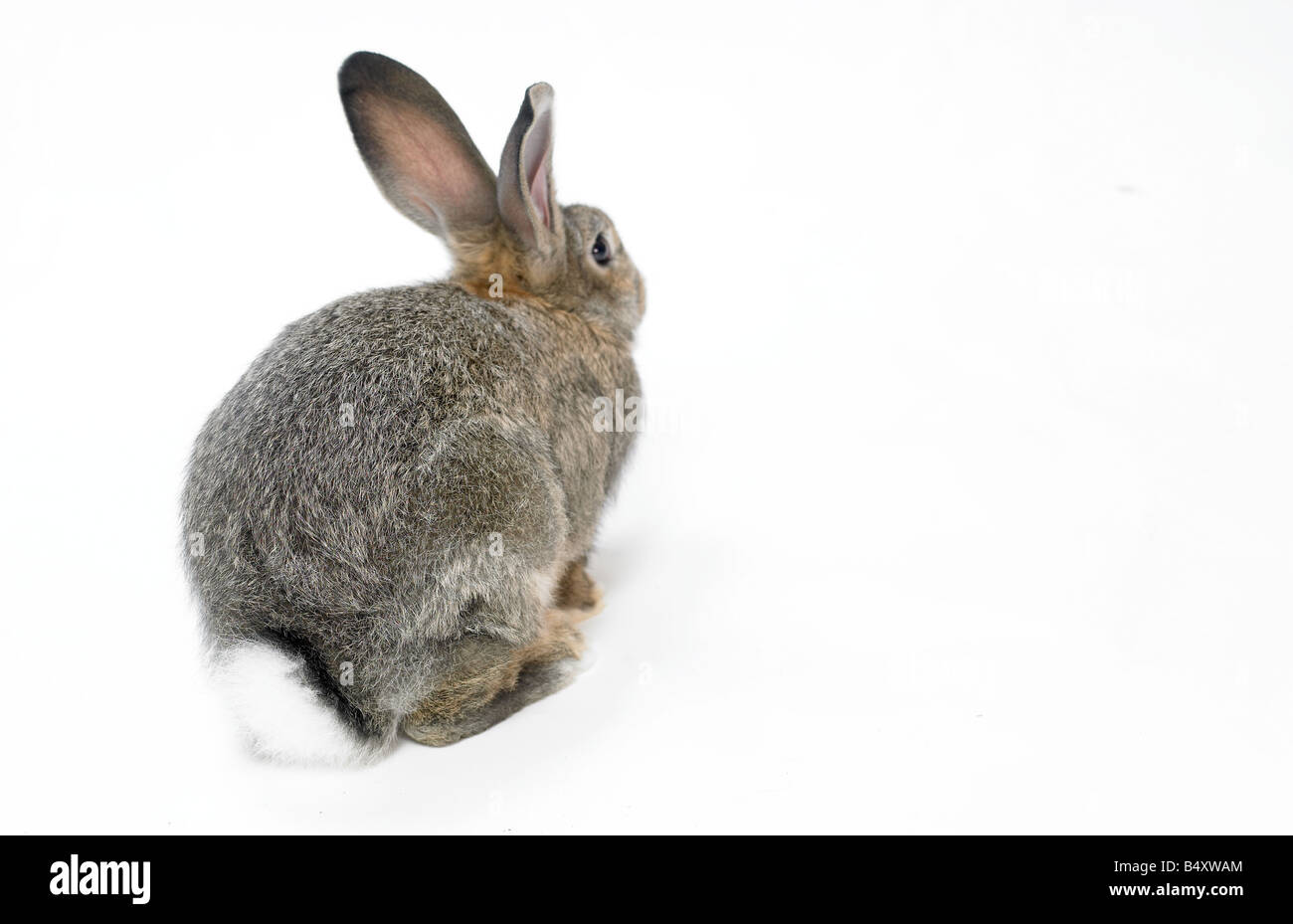 Wild,domestic rabbit on white background.Cutout Stock Photo - Alamy
