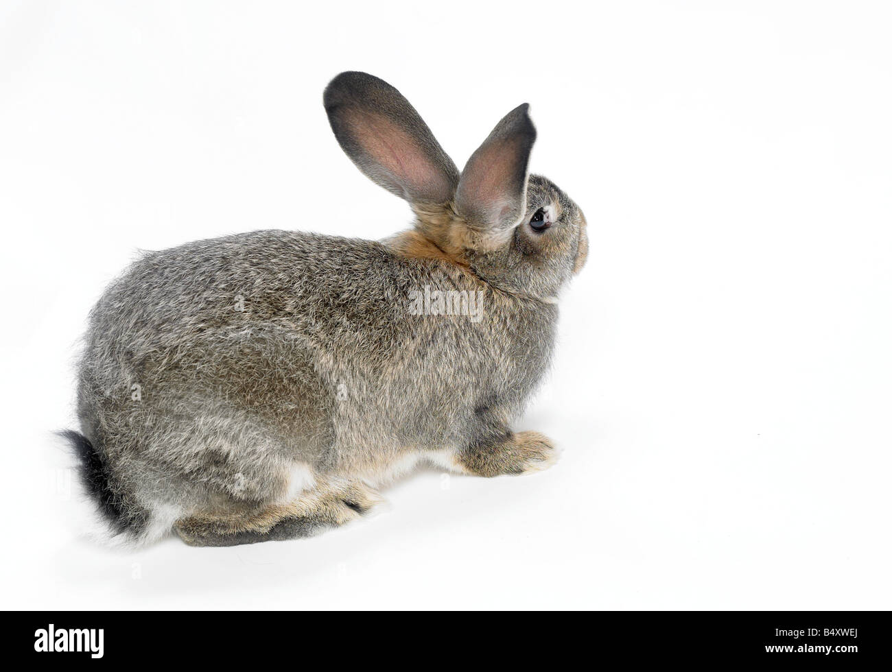 Wild,domestic rabbit on white background.Cutout Stock Photo - Alamy