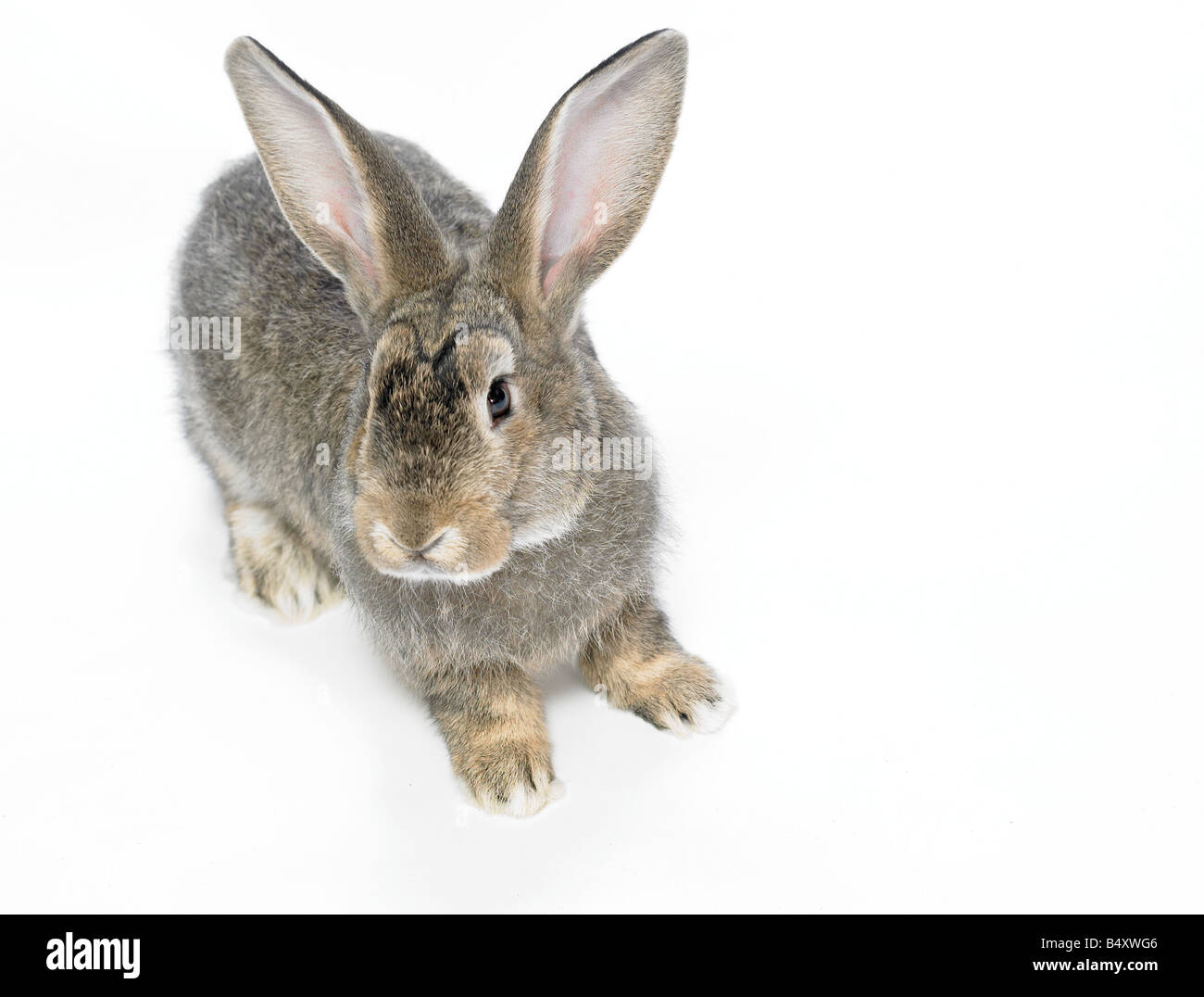 Wild,domestic rabbit on white background.Cutout Stock Photo - Alamy