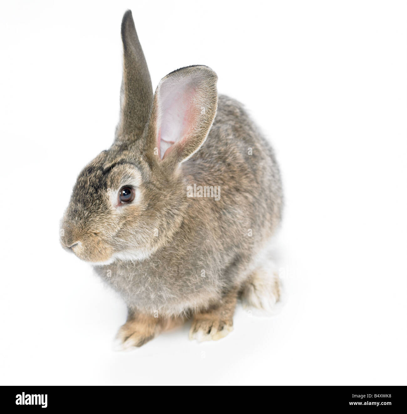 Wild,domestic rabbit on white background.Cutout Stock Photo - Alamy