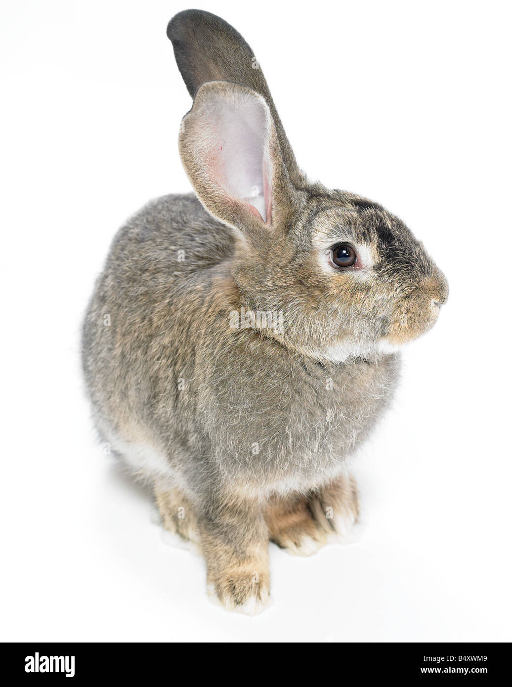 Cottontail hi-res stock photography and images - Alamy