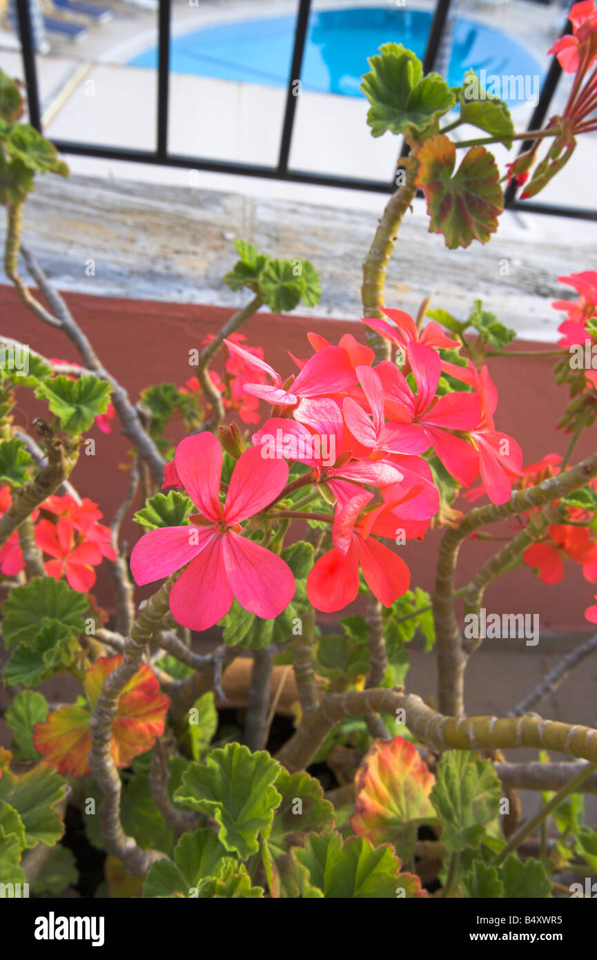 red geranium on hotel balcony Stock Photo - Alamy