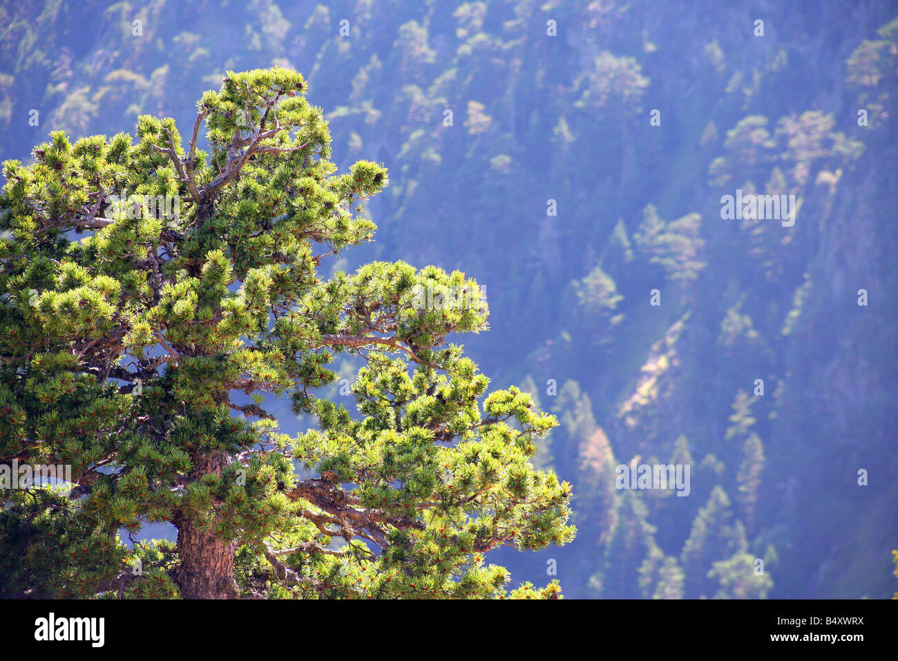 Close-up of a tree Stock Photo - Alamy