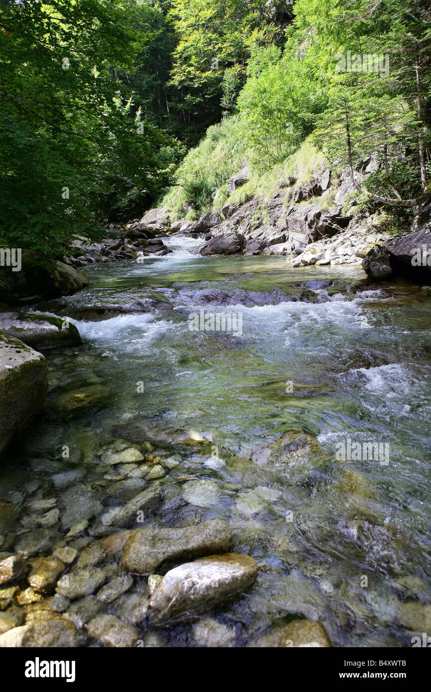 Water stream flowing through forest Stock Photo - Alamy