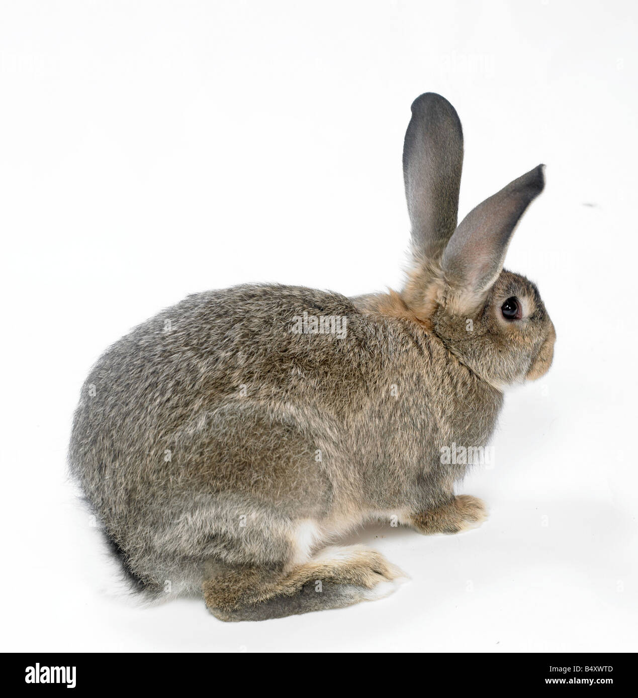 Wild,domestic rabbit on white background.Cutout Stock Photo - Alamy