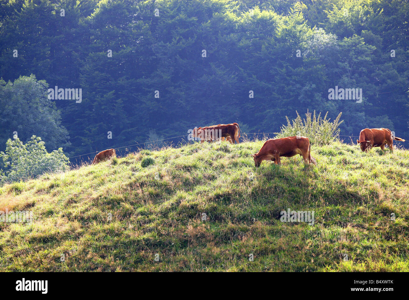 Cows grazing on landscape Stock Photo - Alamy