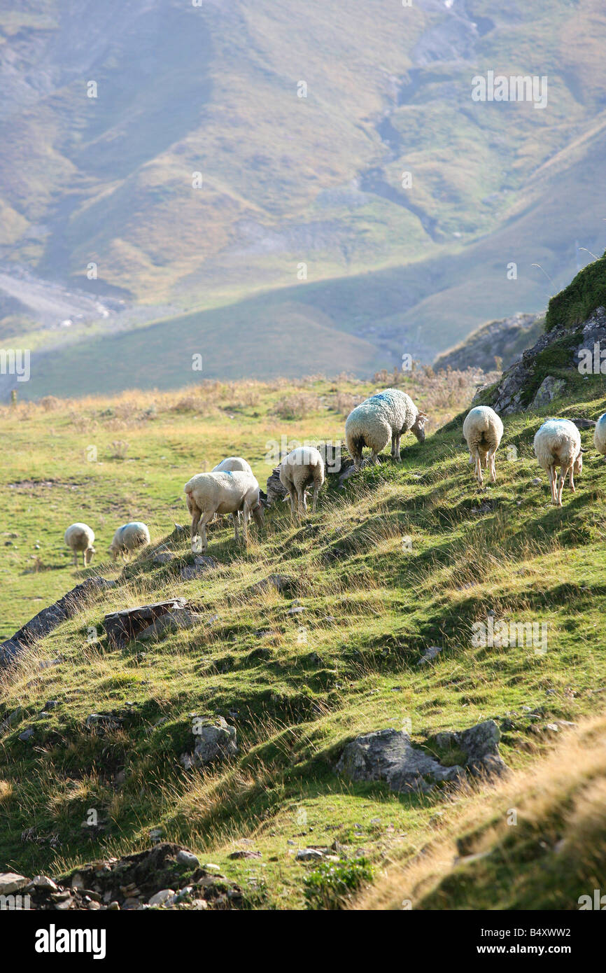 Sheep grazing on landscape Stock Photo - Alamy
