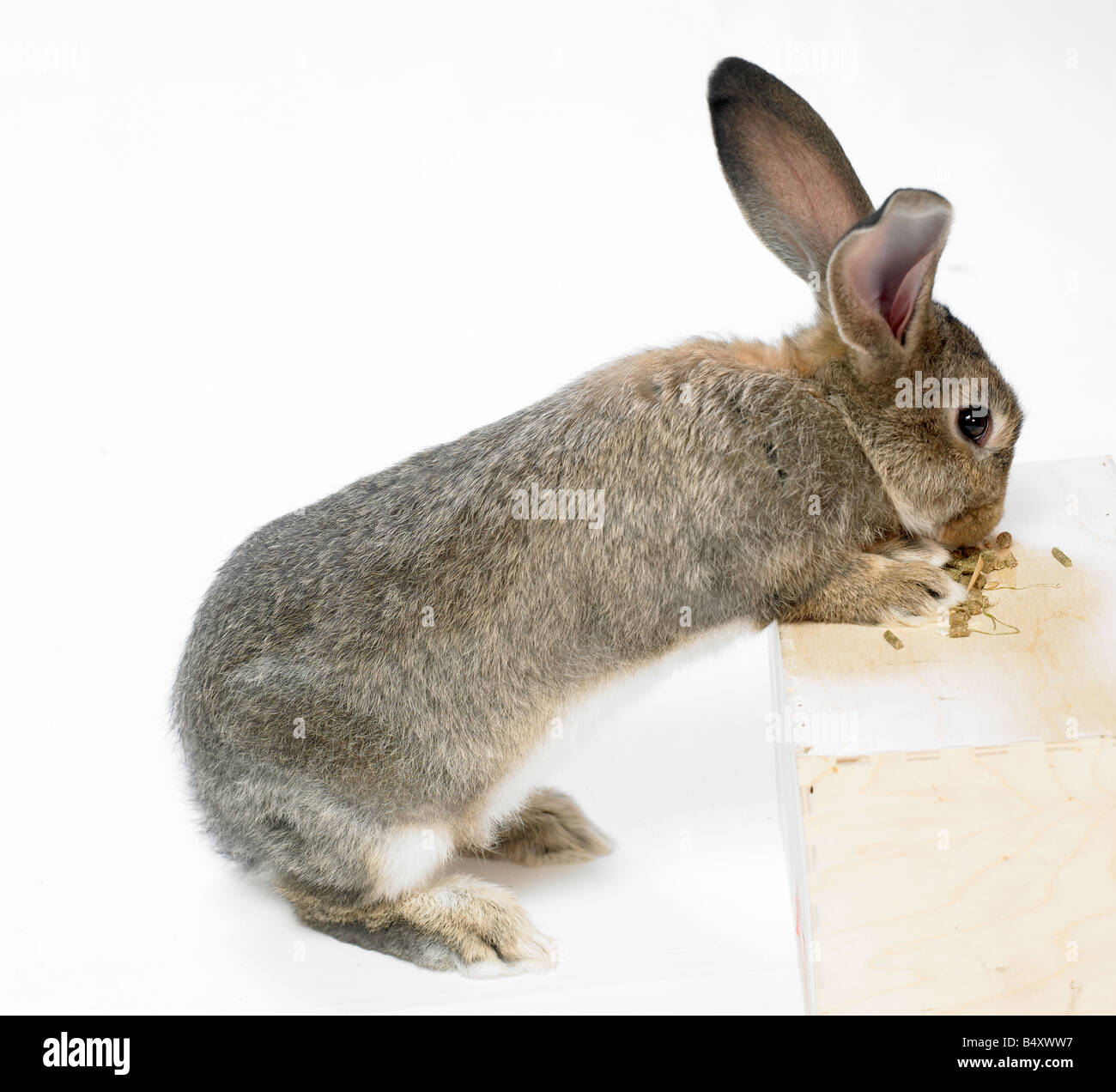 Wild,domestic rabbit on white background.feeding Stock Photo - Alamy