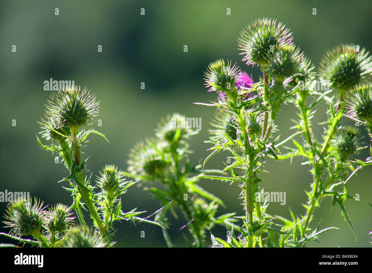Thistle, close up Stock Photo - Alamy