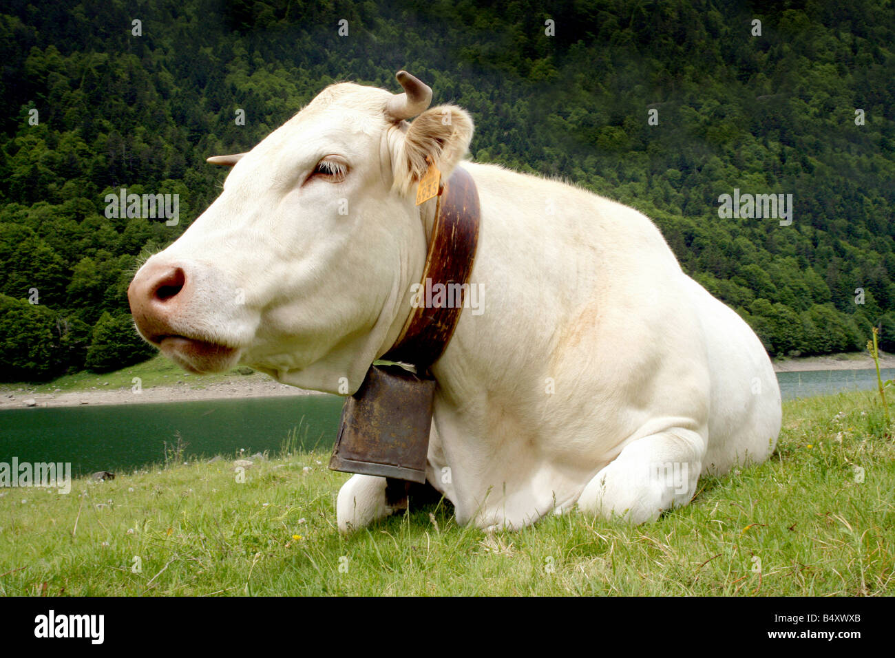 Cow wearing bell Stock Photo - Alamy