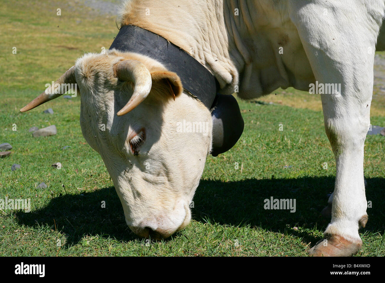 Cows field pyrenees france hi-res stock photography and images - Alamy