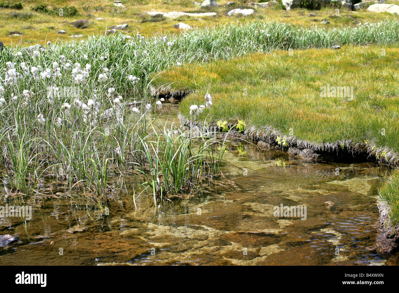 Flowers in damp, elevated view Stock Photo - Alamy