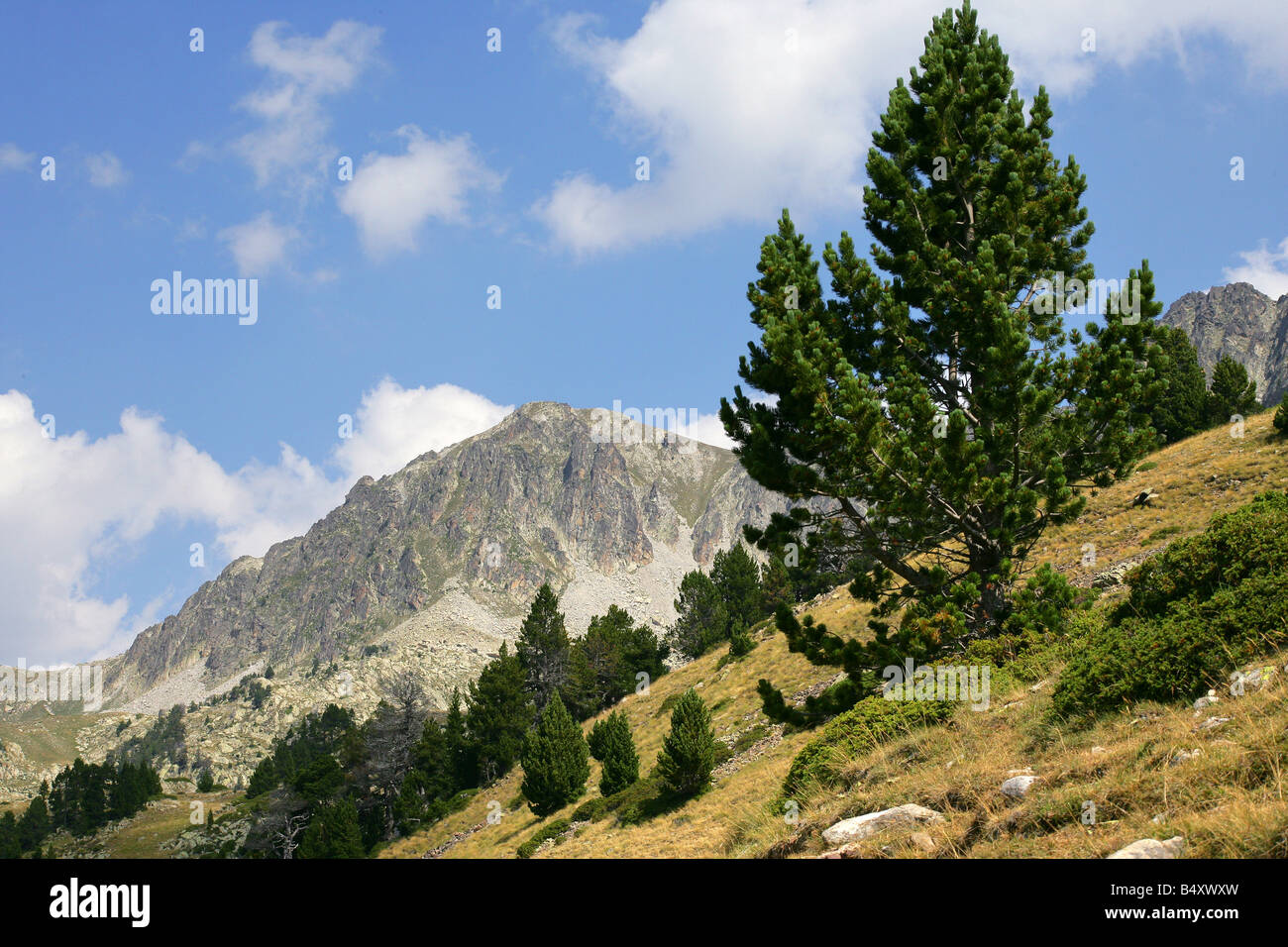 Tree on Landscape with mountain in background Stock Photo - Alamy