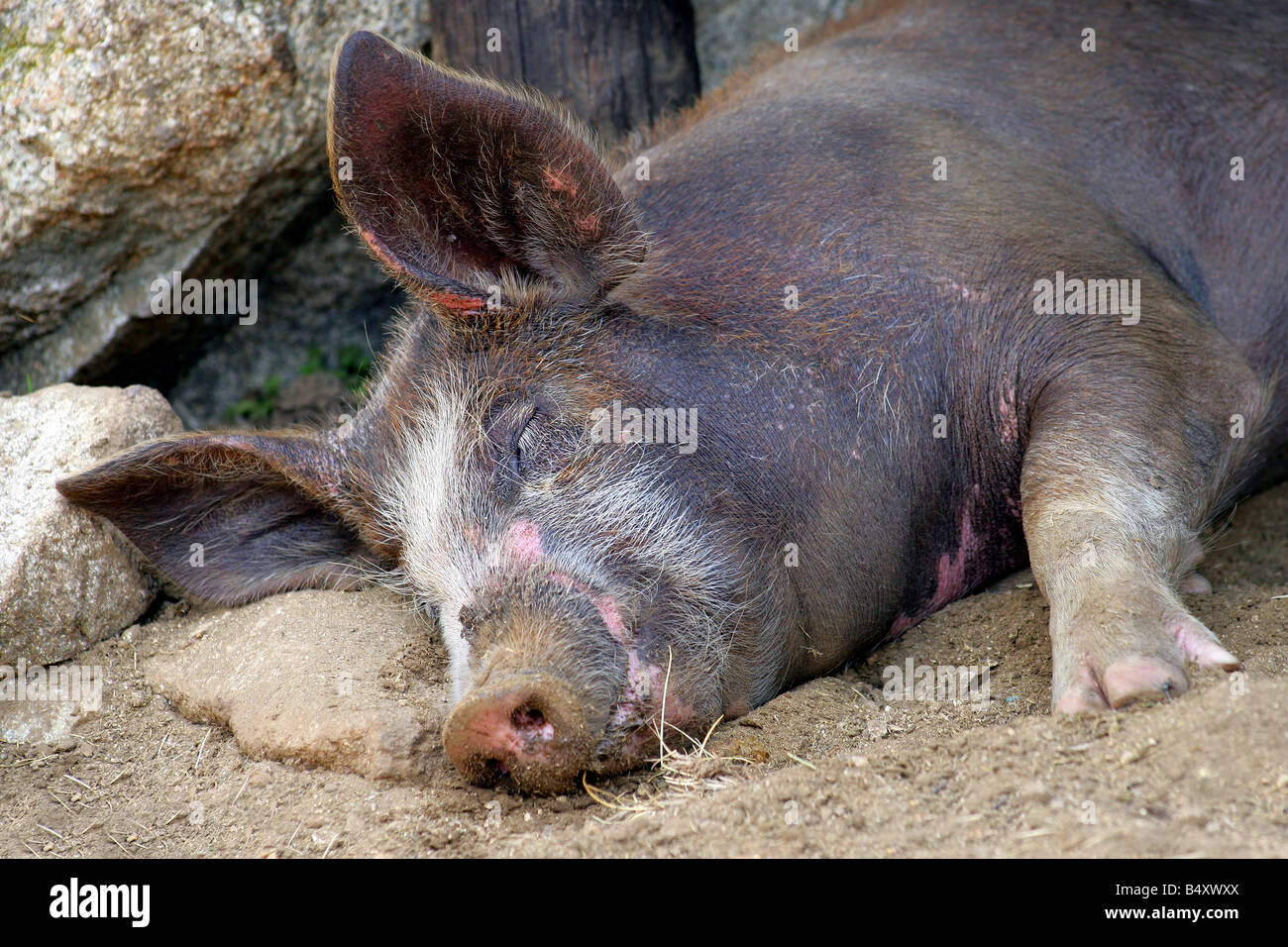 Pig Lying on side, close-up Stock Photo - Alamy