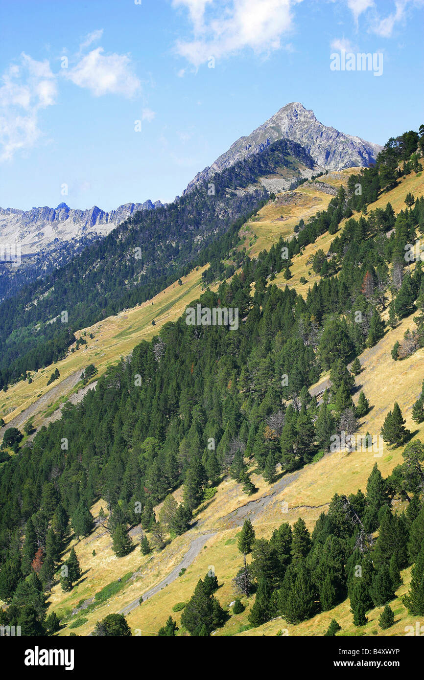 Trees on mountain, elevated view Stock Photo - Alamy