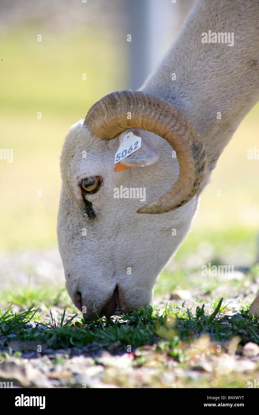 Goat grazing, close-up Stock Photo - Alamy