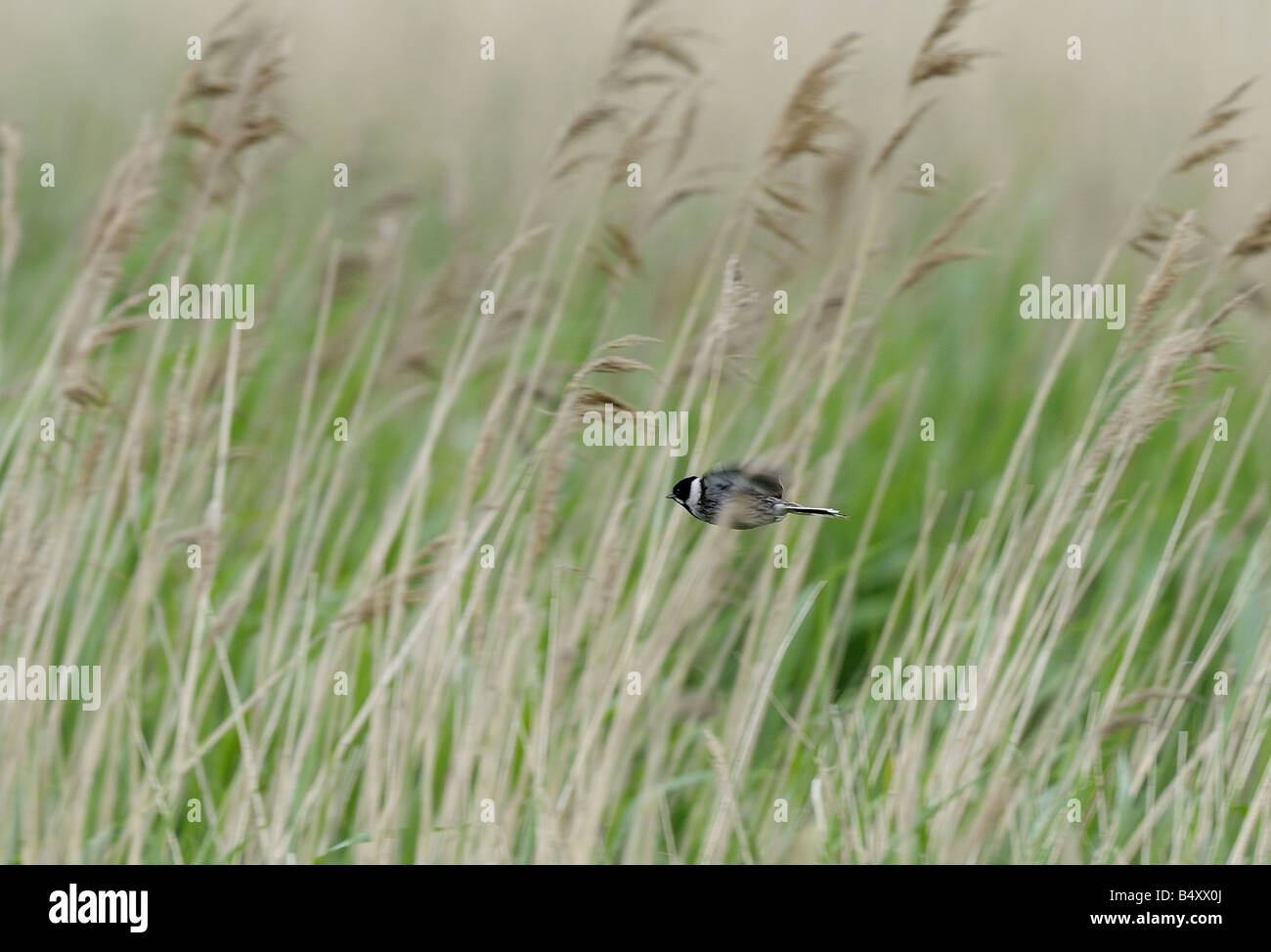 A Male Reed Bunting Stock Photo - Alamy