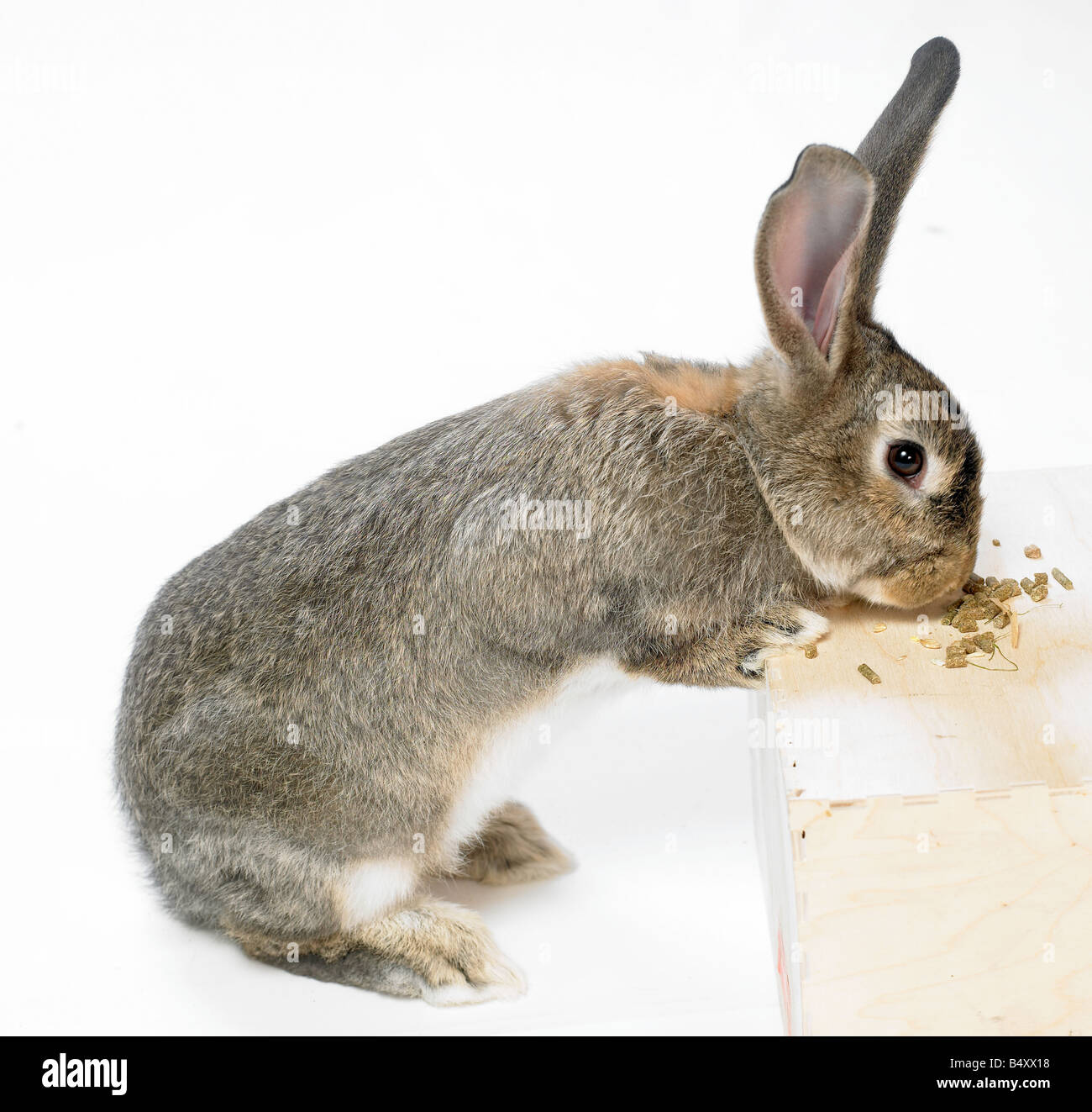 Wild Rabbit White Background
