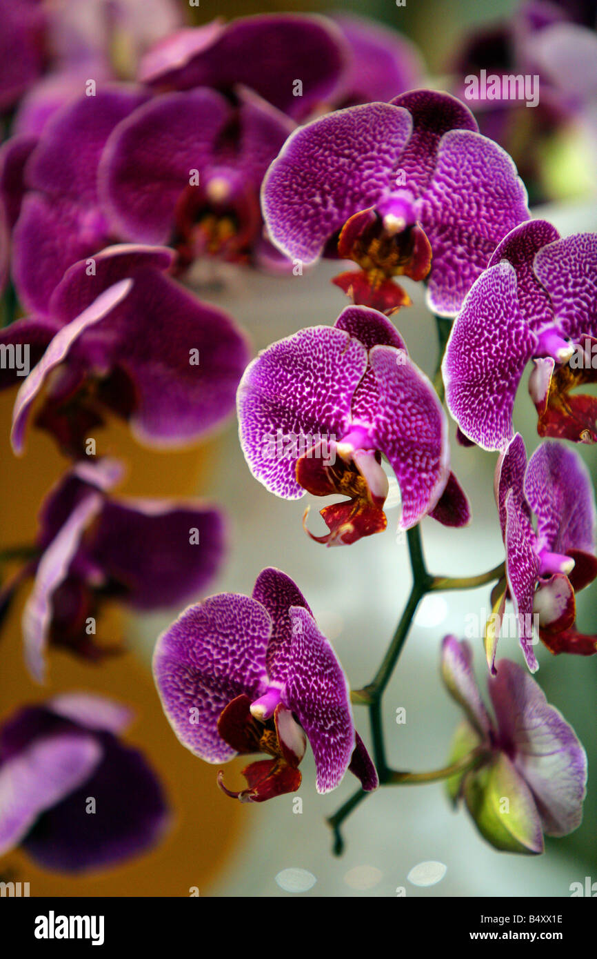 Purple flowers, close-up Stock Photo - Alamy