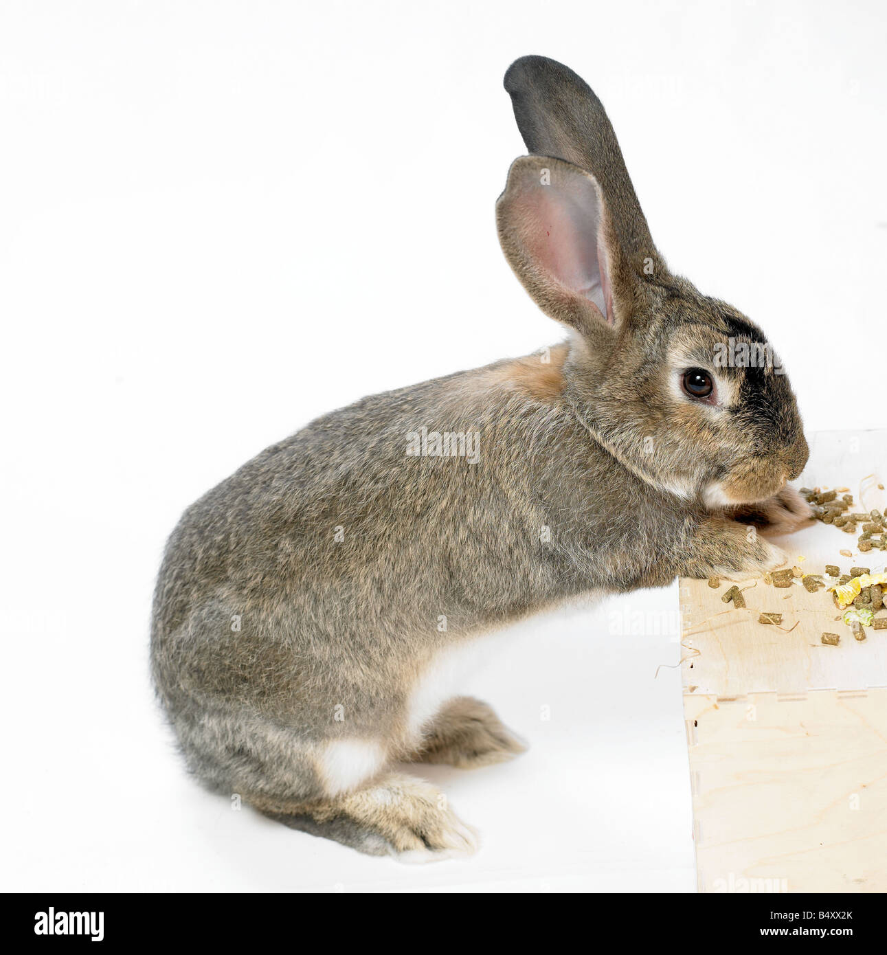 Wild,domestic rabbit on white background.Cutout Stock Photo - Alamy