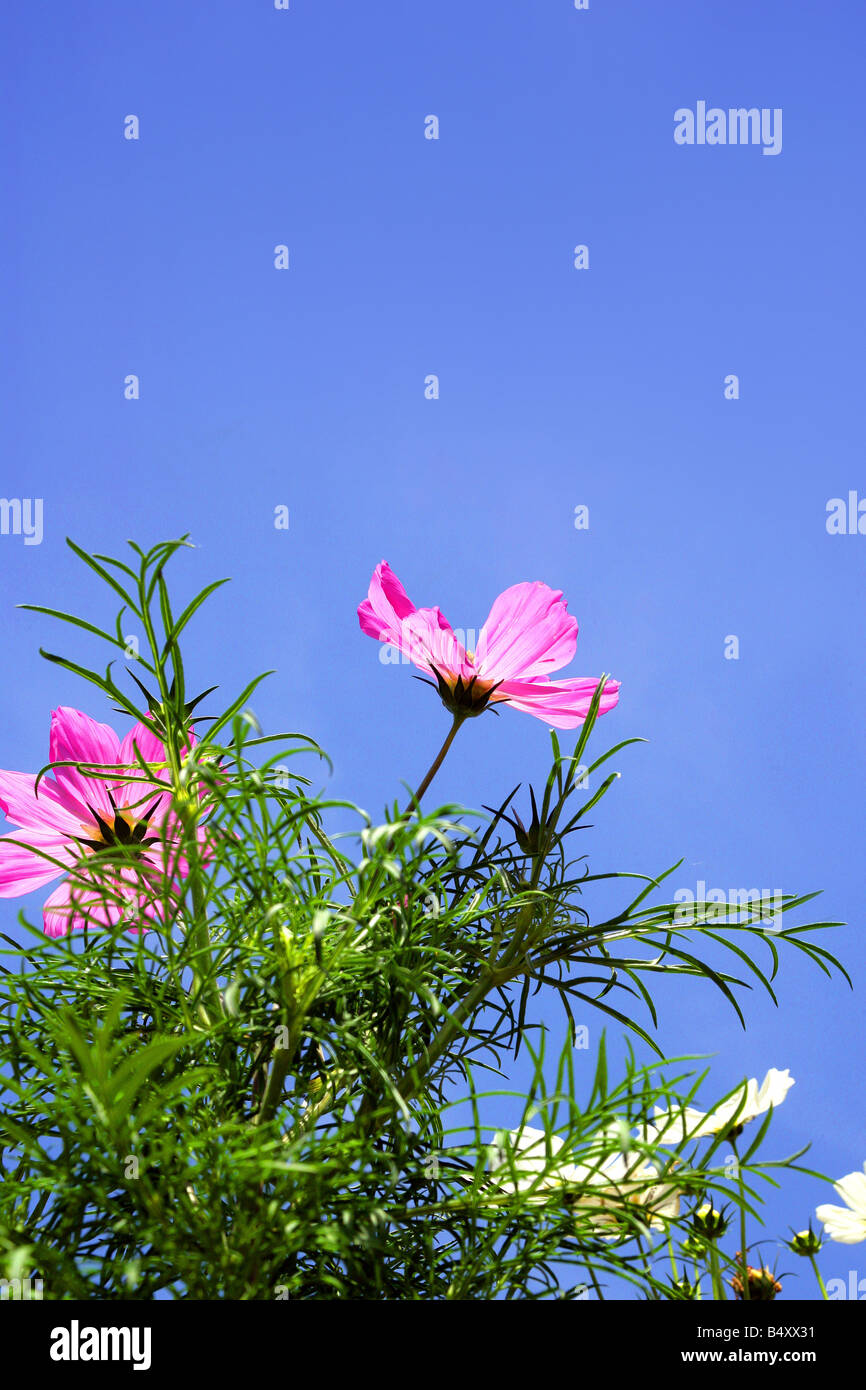 Pink flowers, low angle view Stock Photo - Alamy
