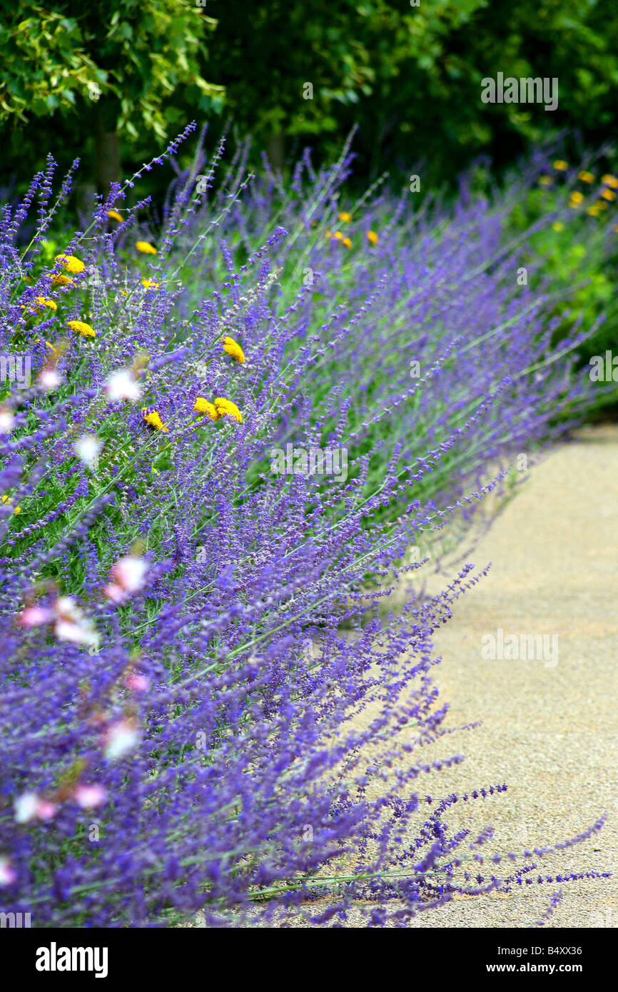 Lavender plant, close-up Stock Photo - Alamy