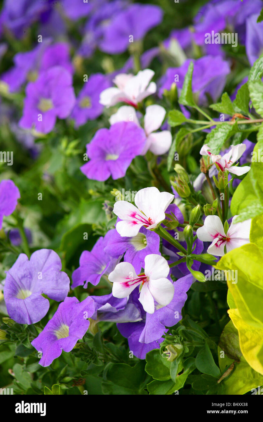 Purple flowers, close-up Stock Photo - Alamy