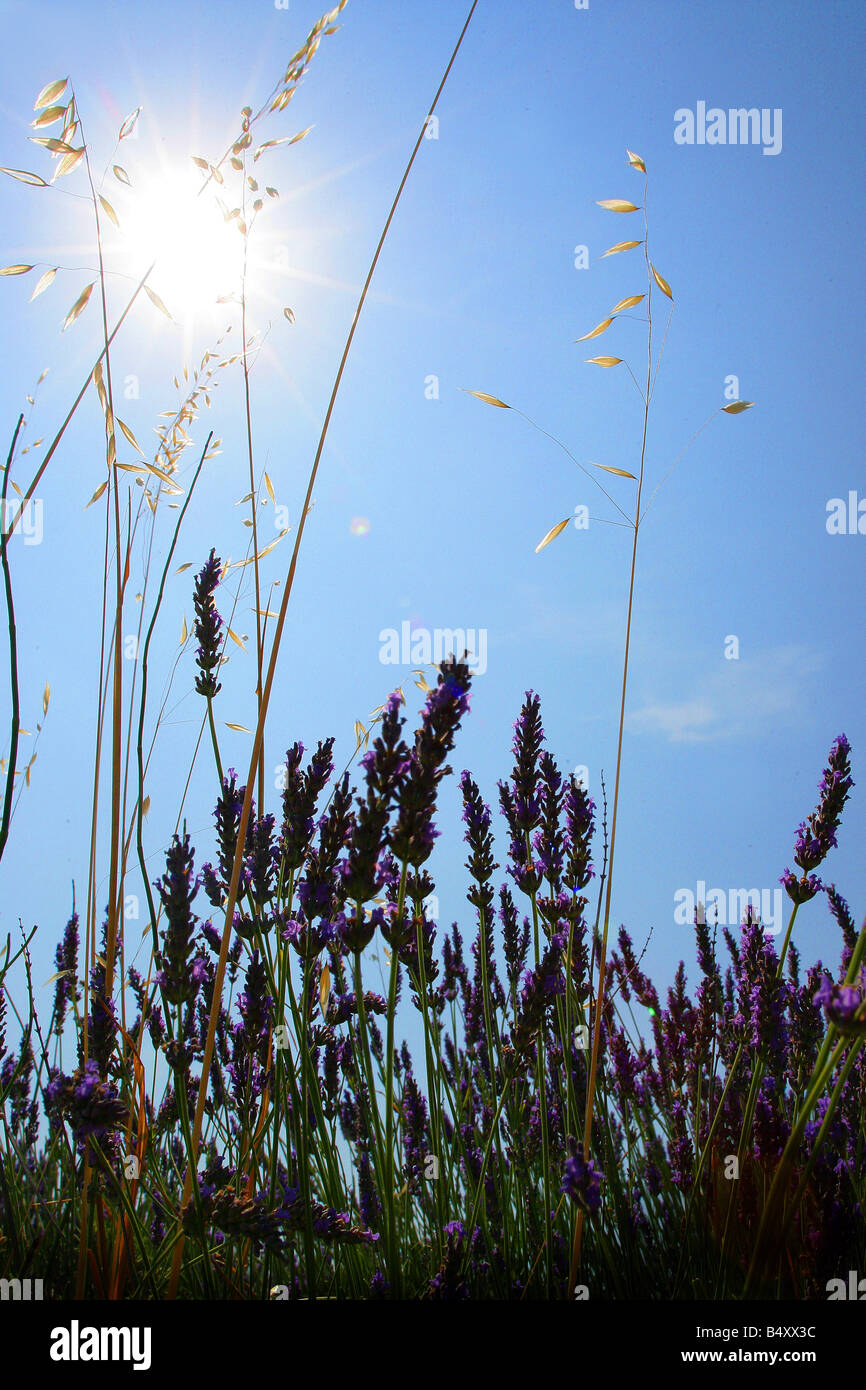 Sunlight through lavender plant Stock Photo - Alamy