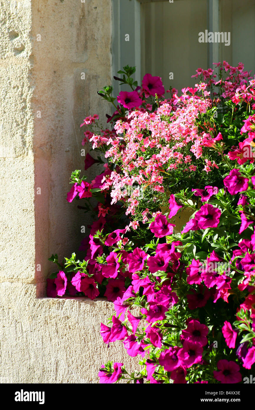 Flowers by window, close-up Stock Photo - Alamy