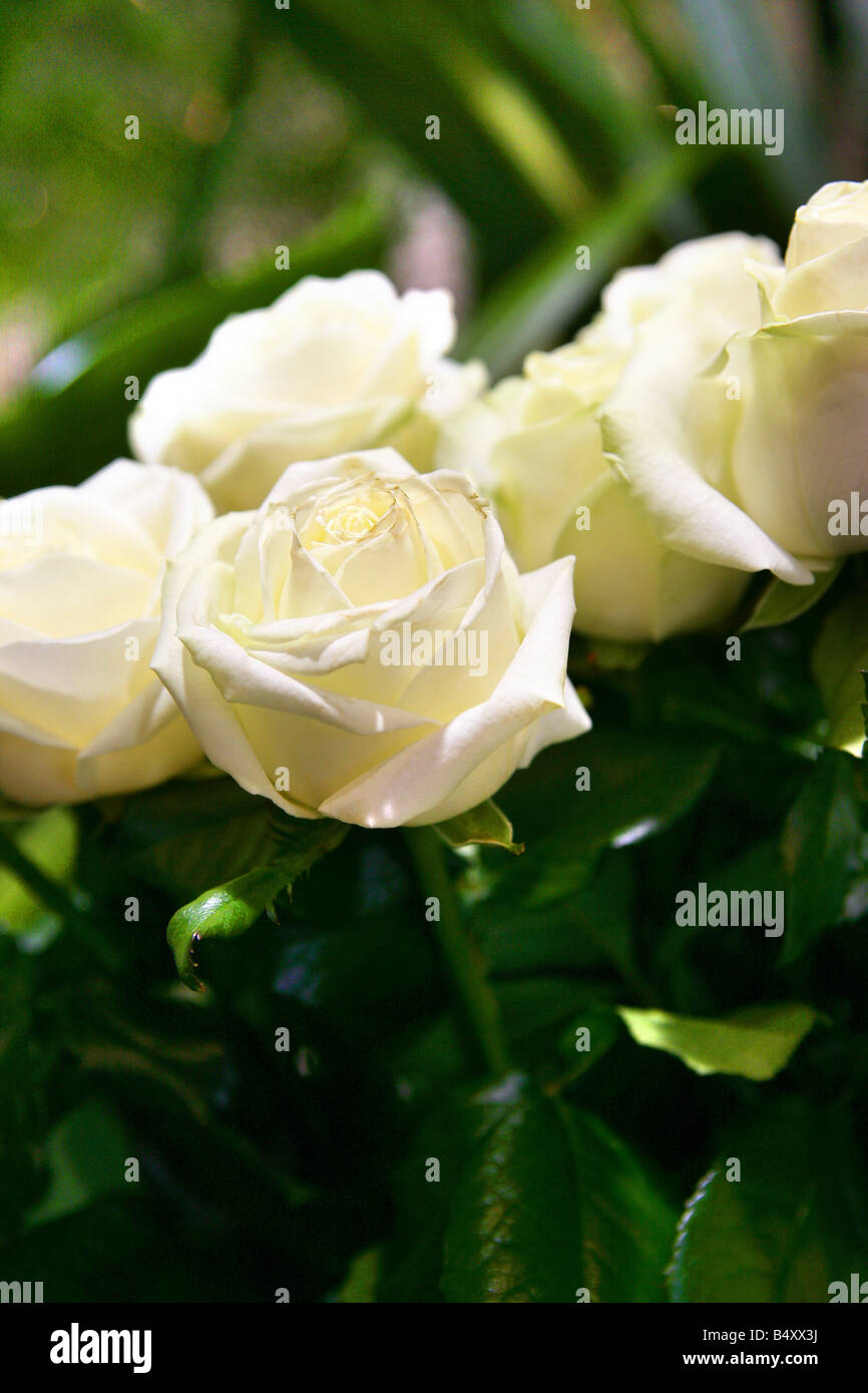 White roses, close-up Stock Photo - Alamy