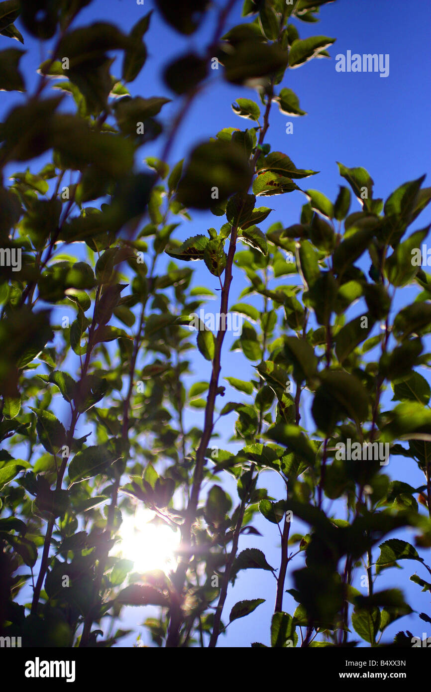 Sunlight through leaves, low angle view Stock Photo - Alamy
