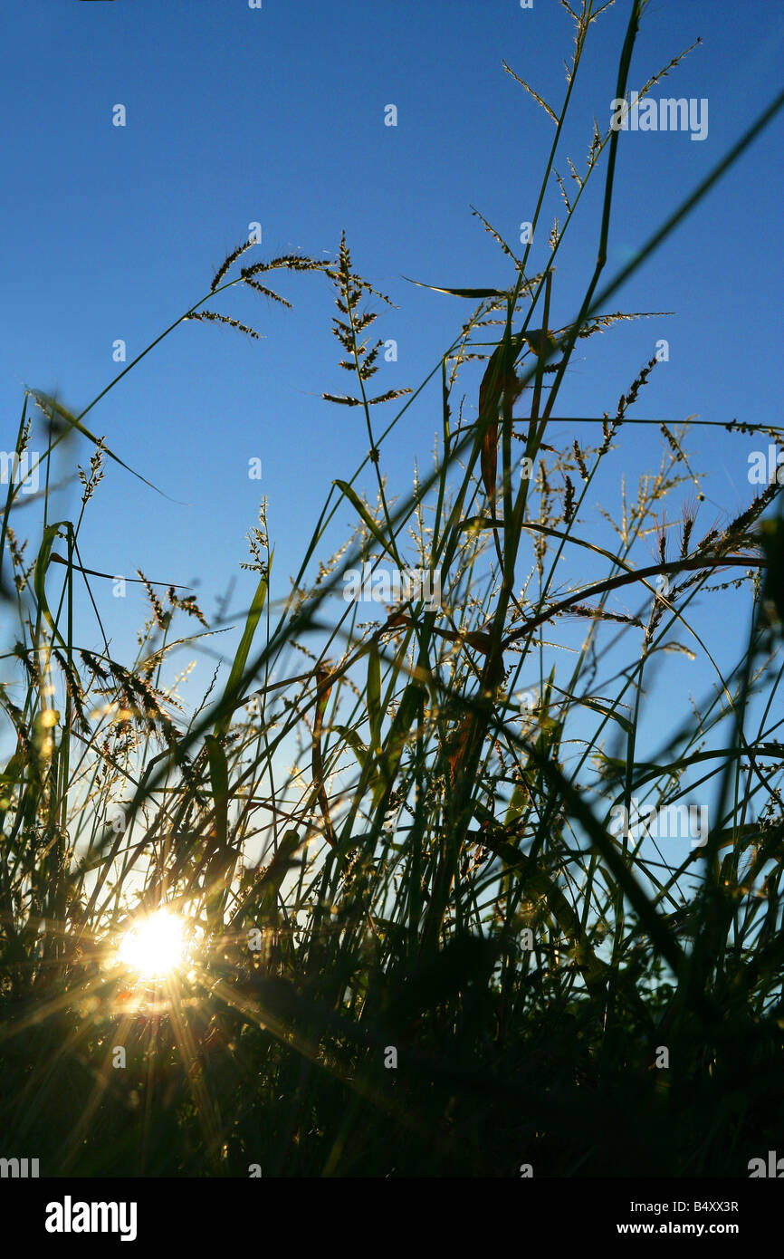 Sunlight through plant, close-up Stock Photo - Alamy