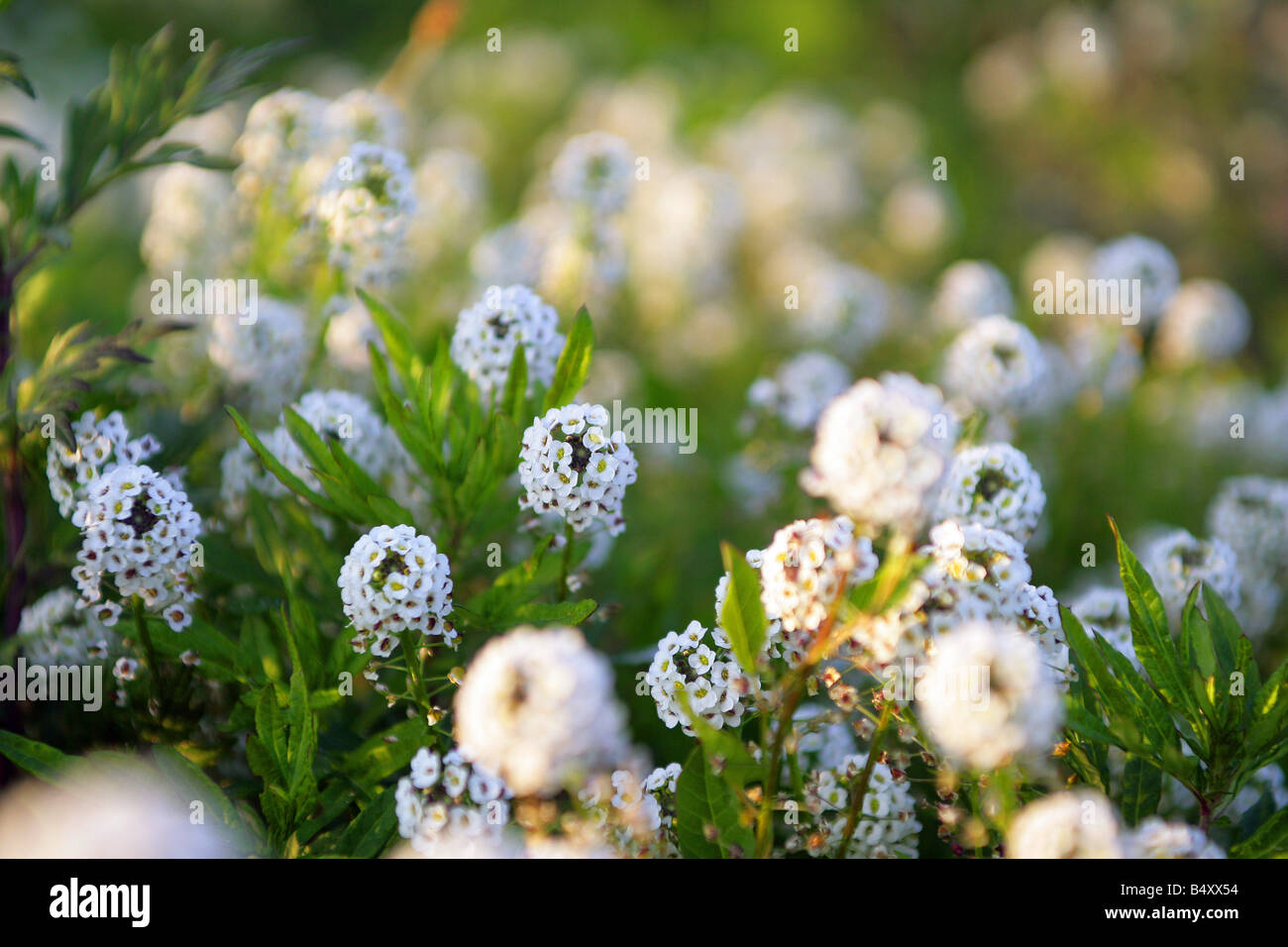 White flowers, close-up Stock Photo - Alamy