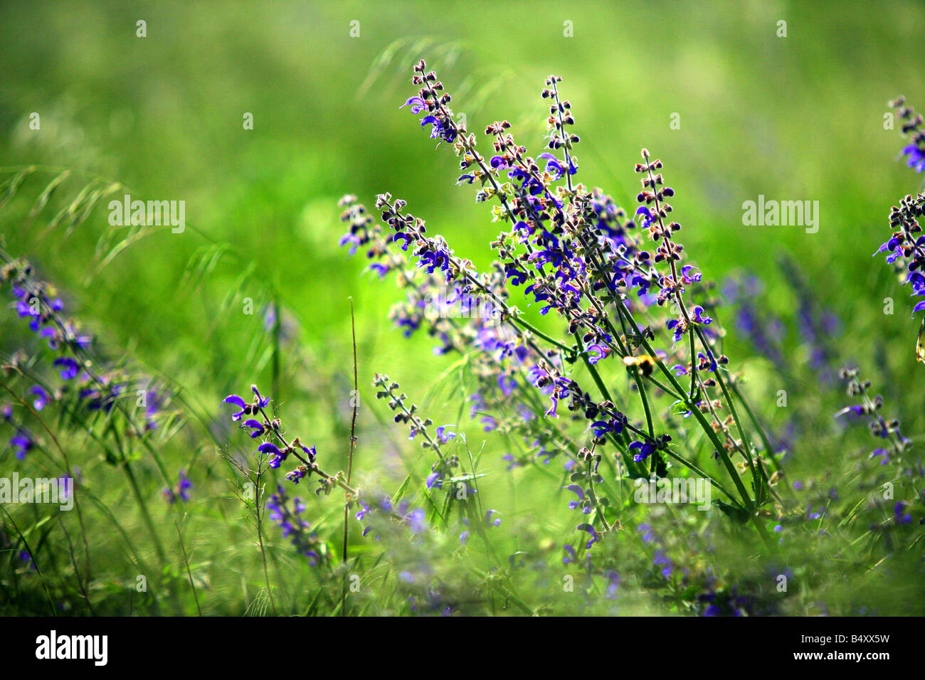 Lavender plant in field, close-up Stock Photo - Alamy