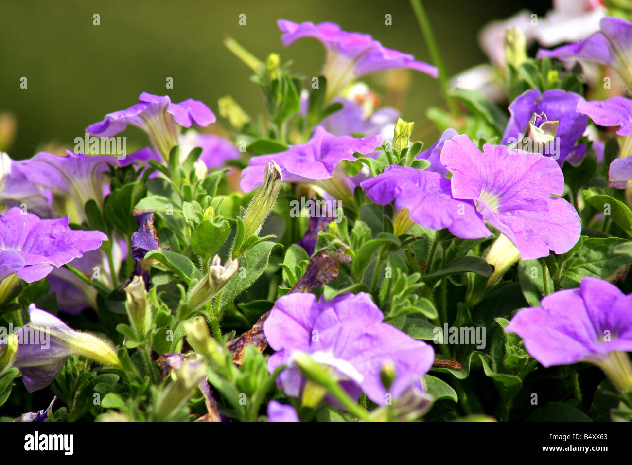 Purple flowers, close-up Stock Photo - Alamy