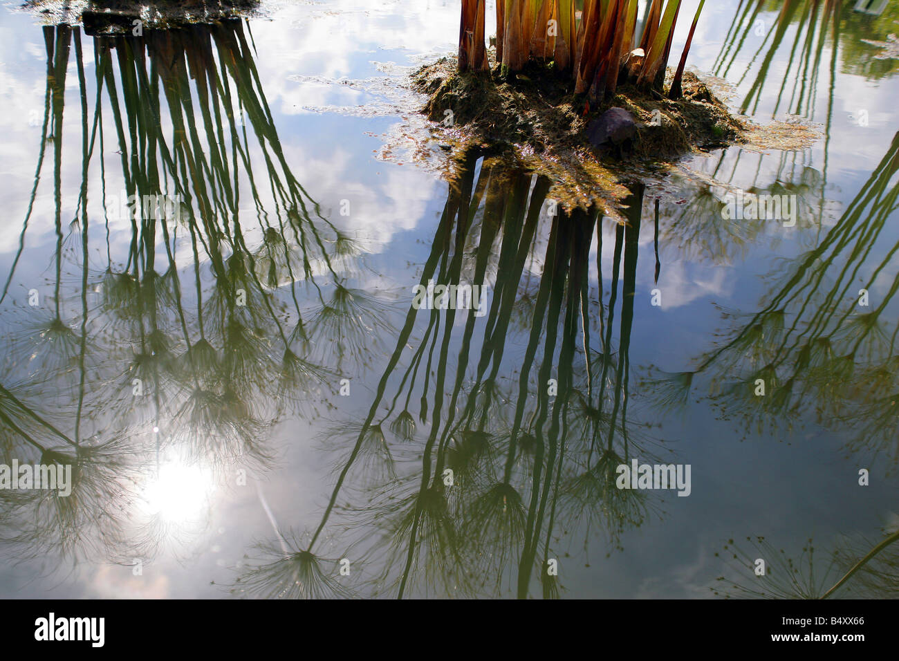 Reflection of aquatic plant in water Stock Photo - Alamy