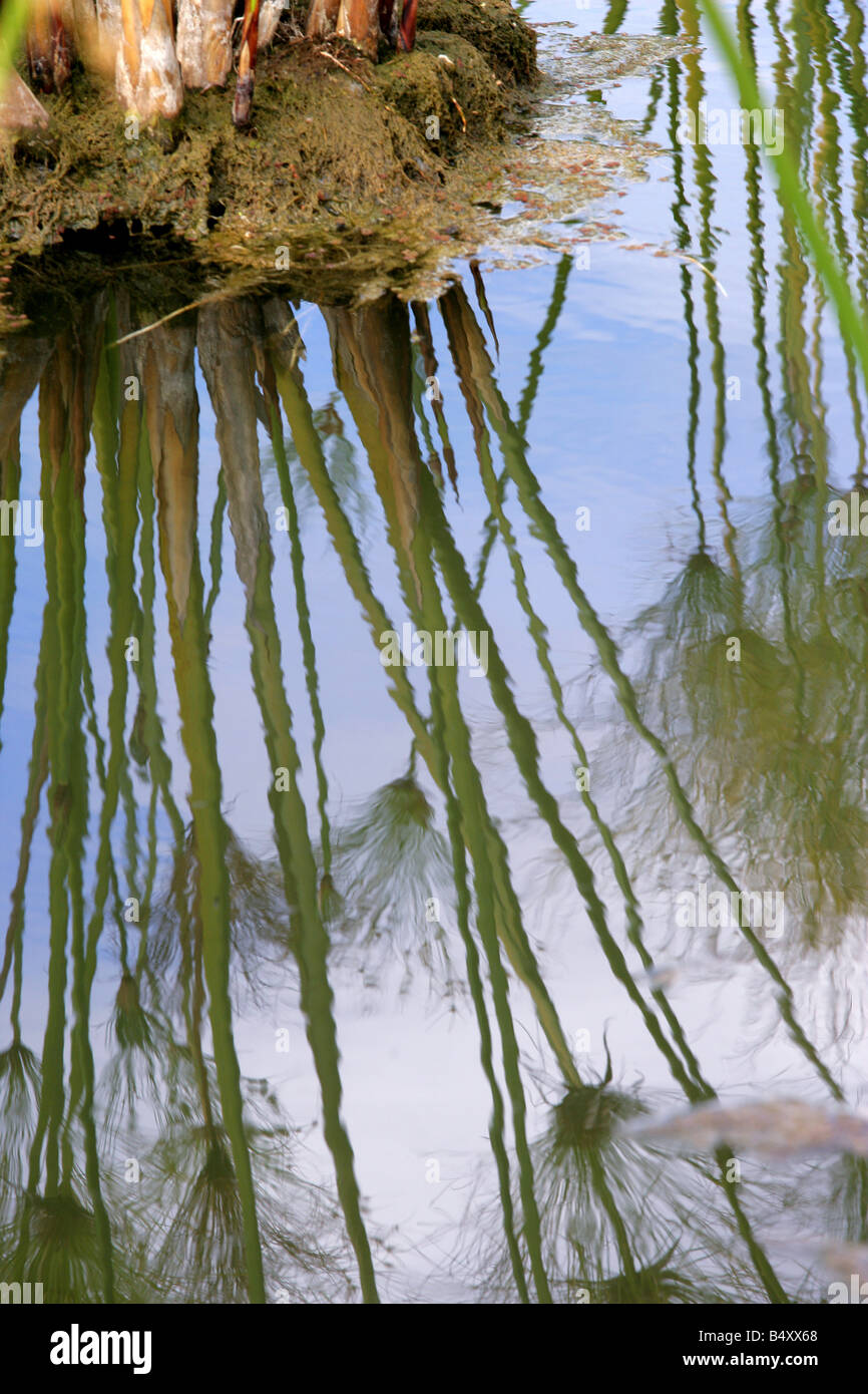 Reflection of aquatic plant in water Stock Photo - Alamy