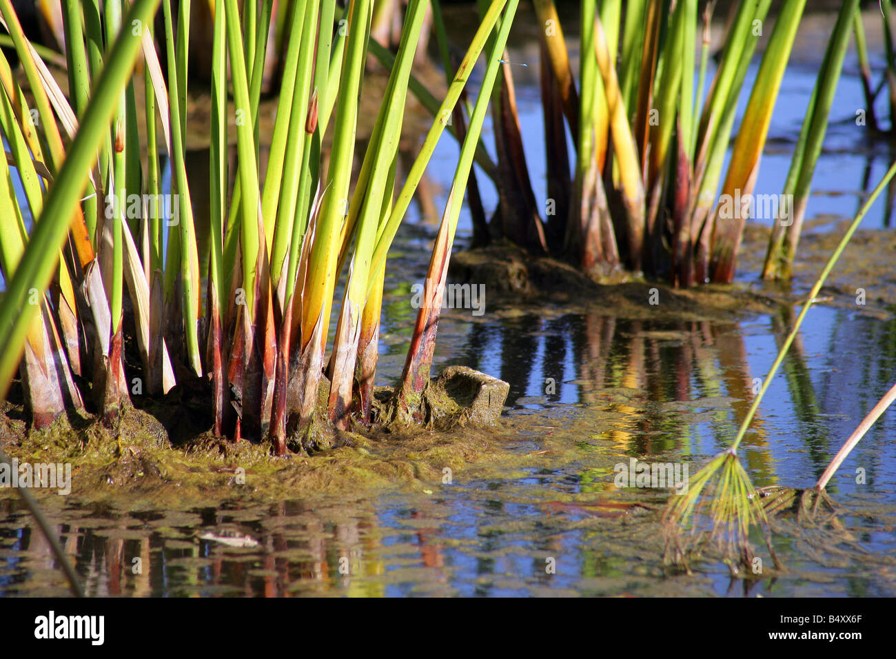 Reflection of aquatic plant in water Stock Photo - Alamy