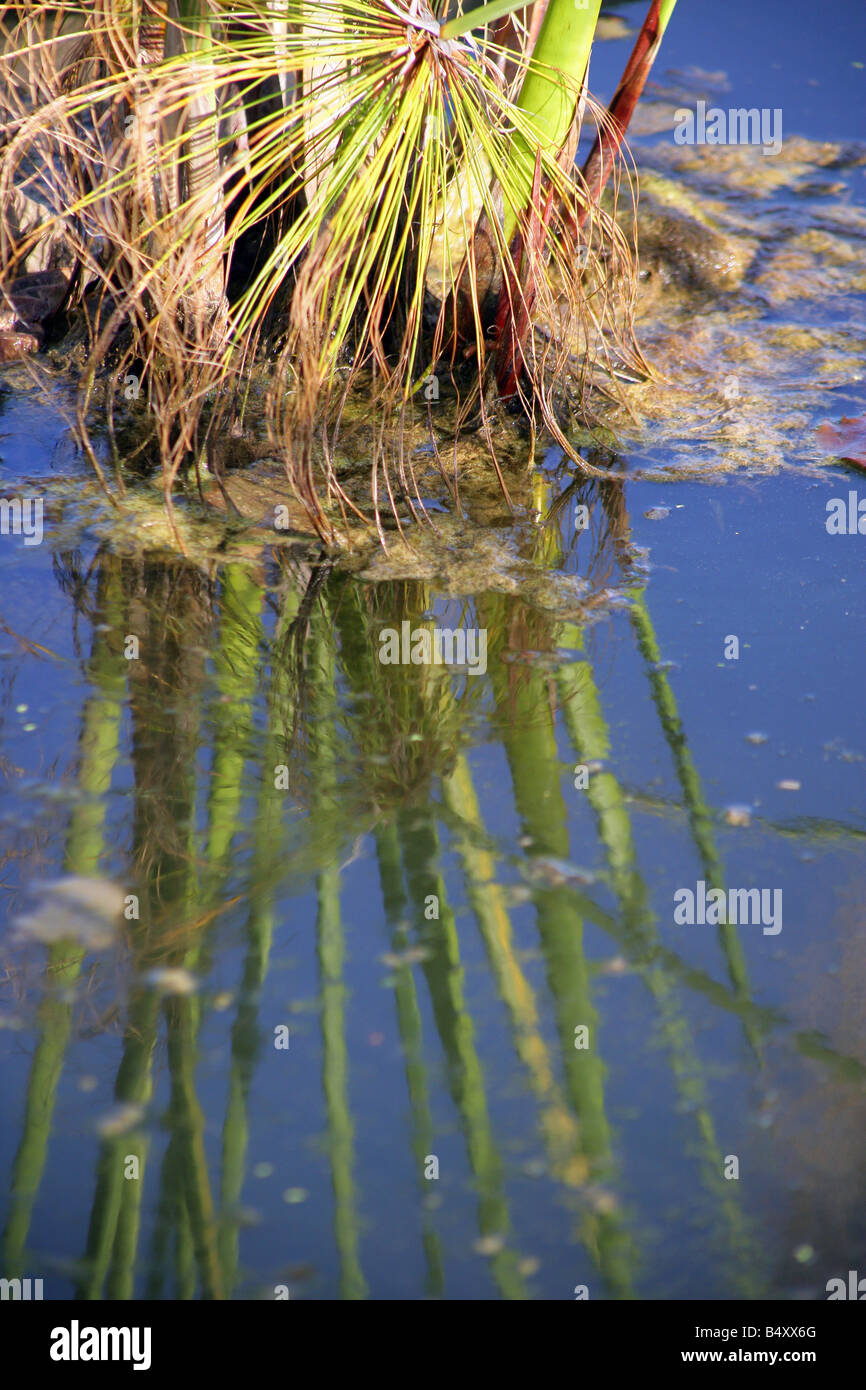 Reflection of aquatic plant in water Stock Photo - Alamy
