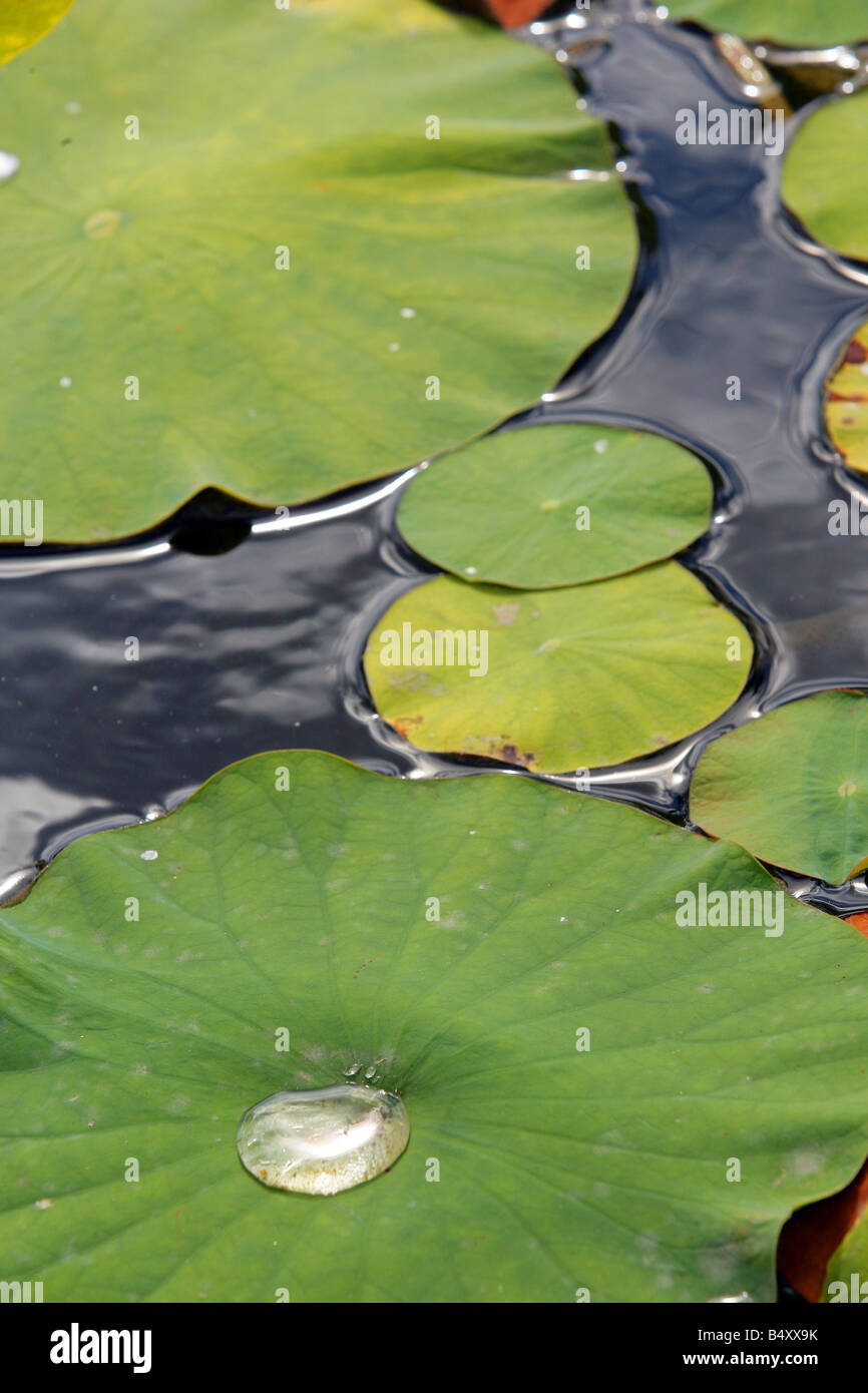 Lotus pads float on lake Stock Photo - Alamy