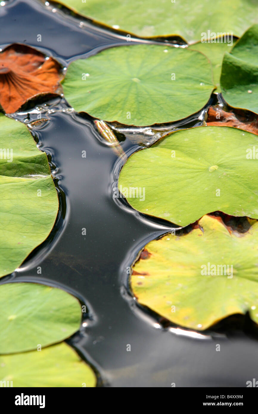 Lotus pads float on lake Stock Photo - Alamy