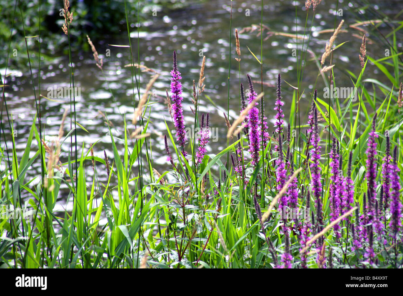 Reeds and flowers growing in lake Stock Photo - Alamy