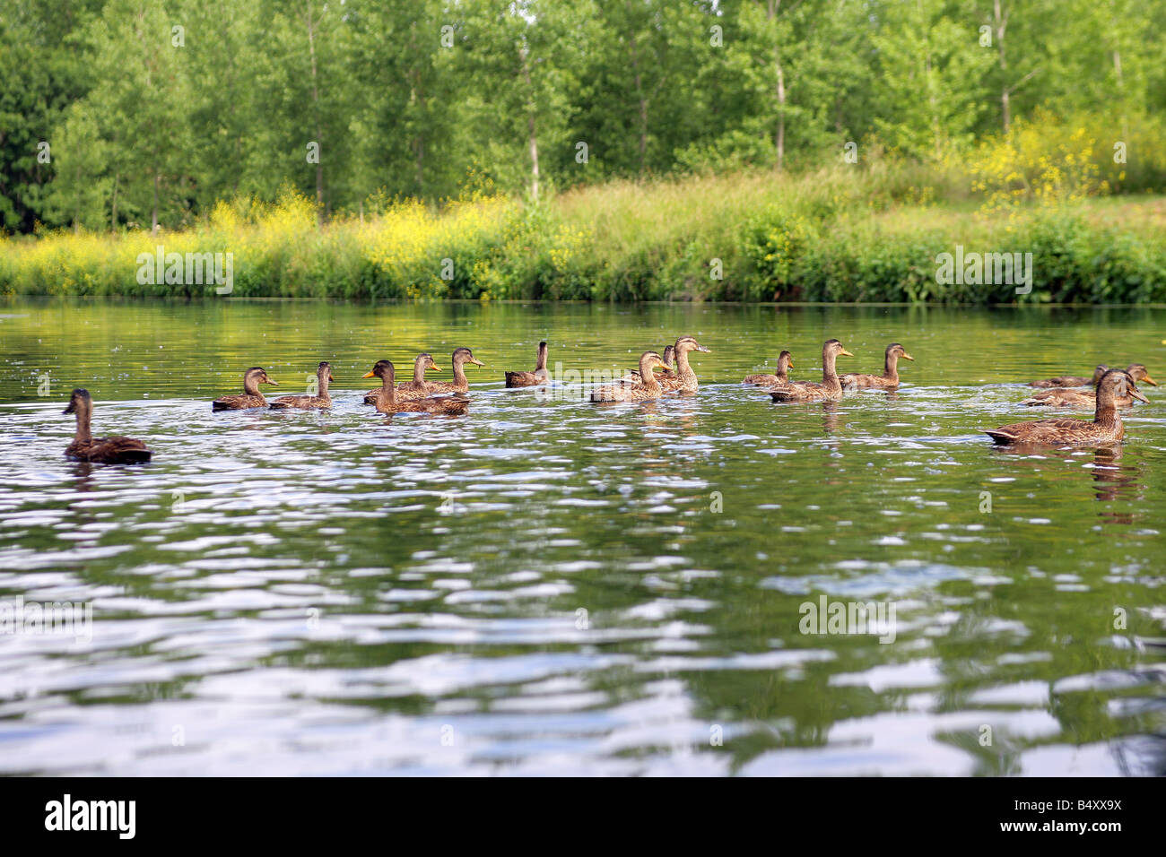 Ducks swimming in lake Stock Photo - Alamy