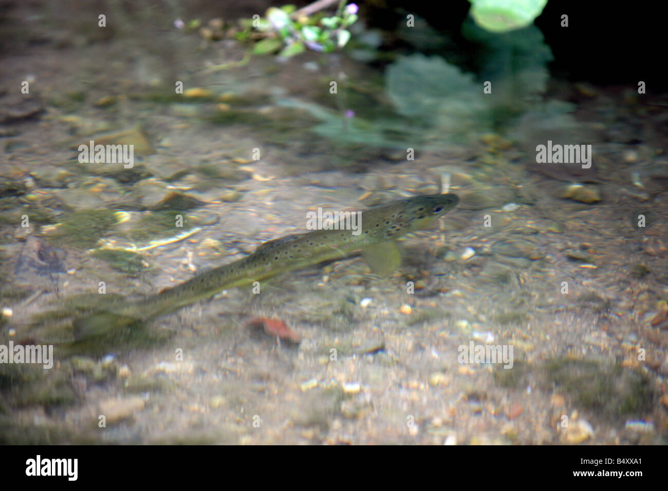Fish in water Stock Photo - Alamy