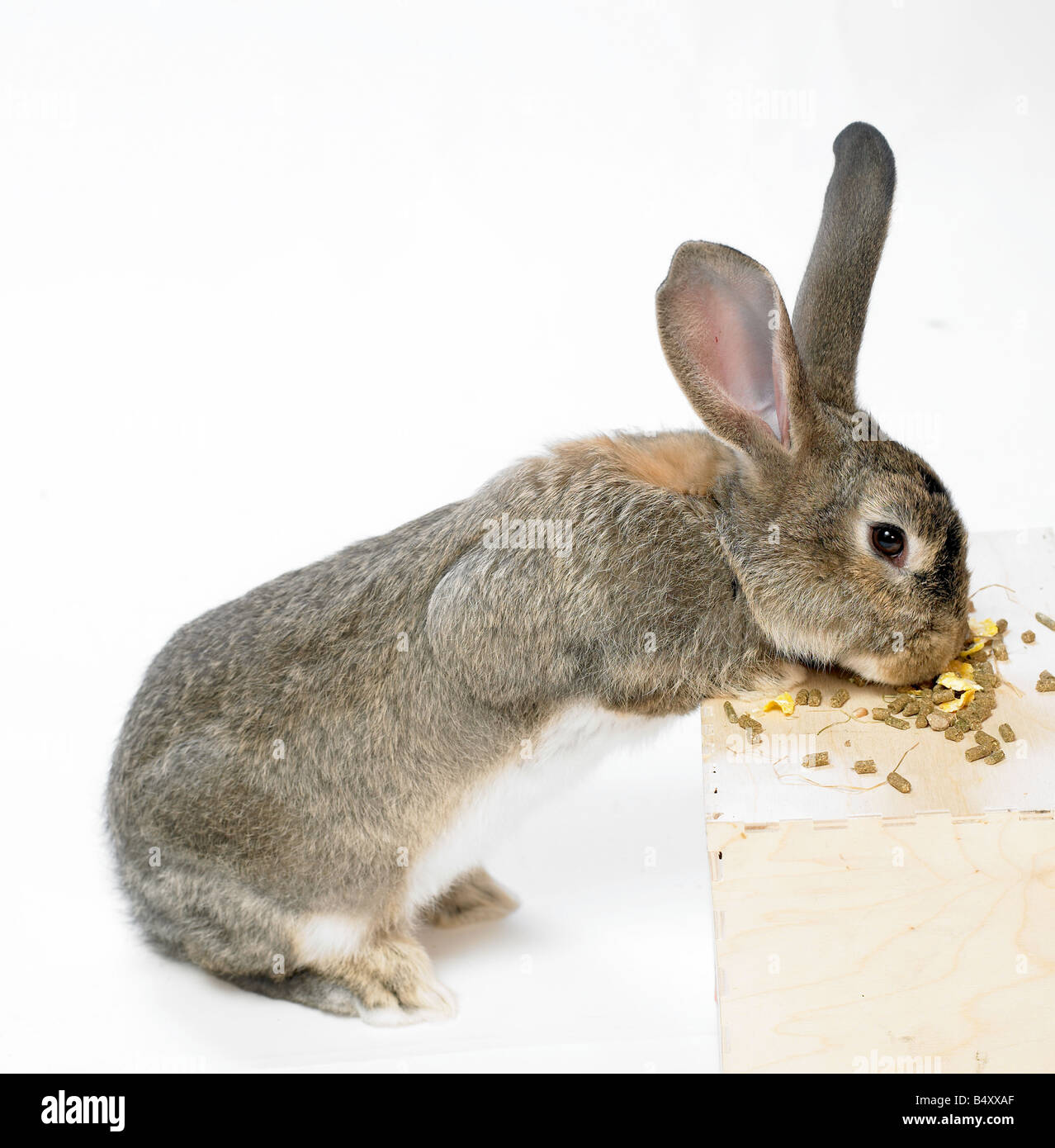 Wild,domestic rabbit on white background Stock Photo - Alamy